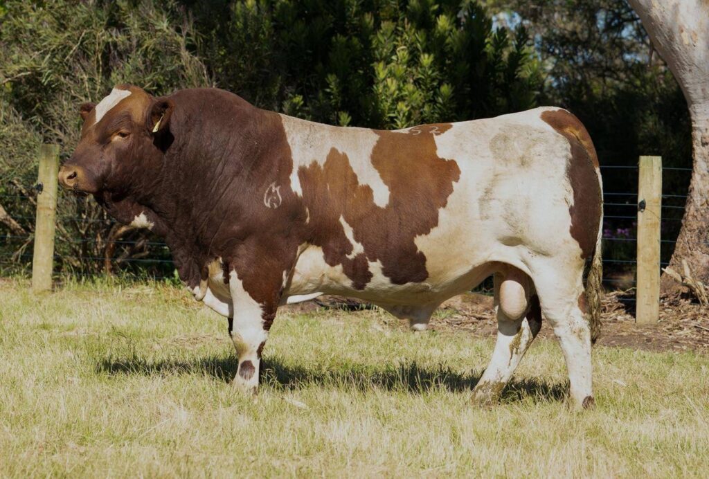 Lot 1 – Grangeburn Statesman (P) (AI) - Grangeburn Simmentals